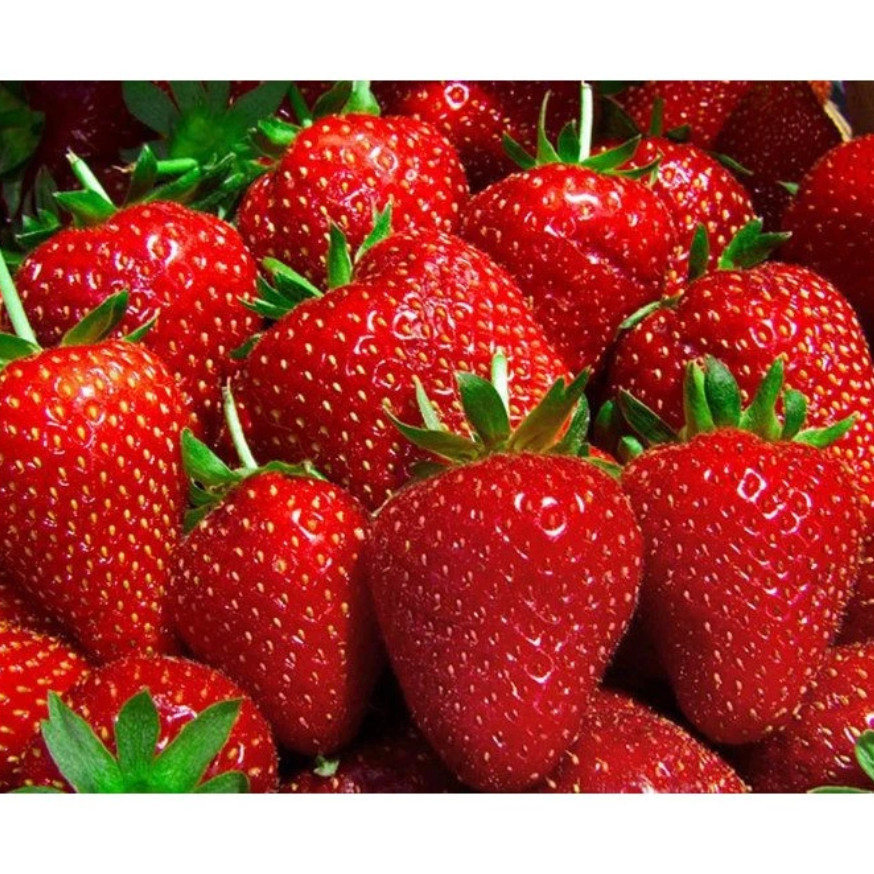 Jual RBP Benih Strawberry Merah JUMBO | Shopee Indonesia