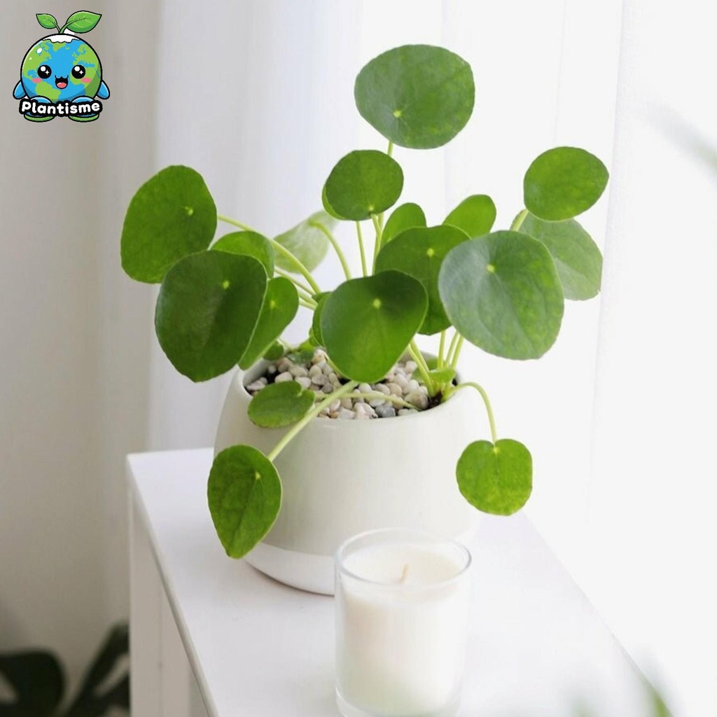 Jual Tanaman Hias – Friendship Pilea (Pilea peperomioides) Chinese ...