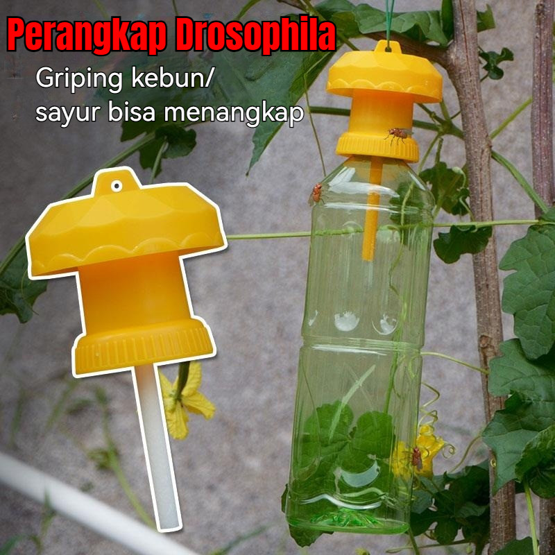 Jual Perangkap Lalat Buah Drosophila / Plastik Warna Kuning Alat ...