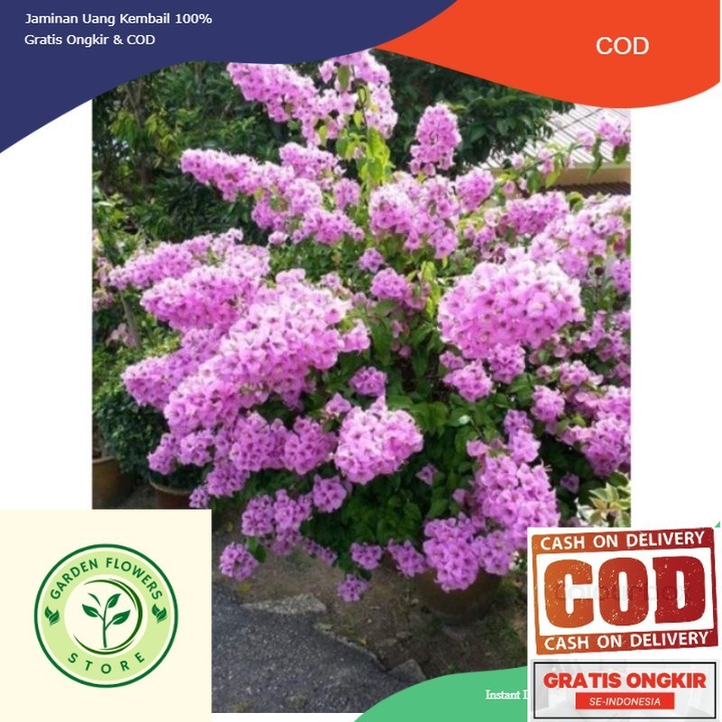 Jual TANAMAN HIAS BUGENVIL BUNGA KERTAS//EKOR MUSANG PURPLE Terlaris ...