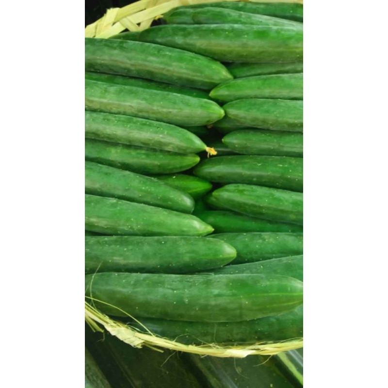 Jual kyuri/timum jepang kemasan 500g | Shopee Indonesia