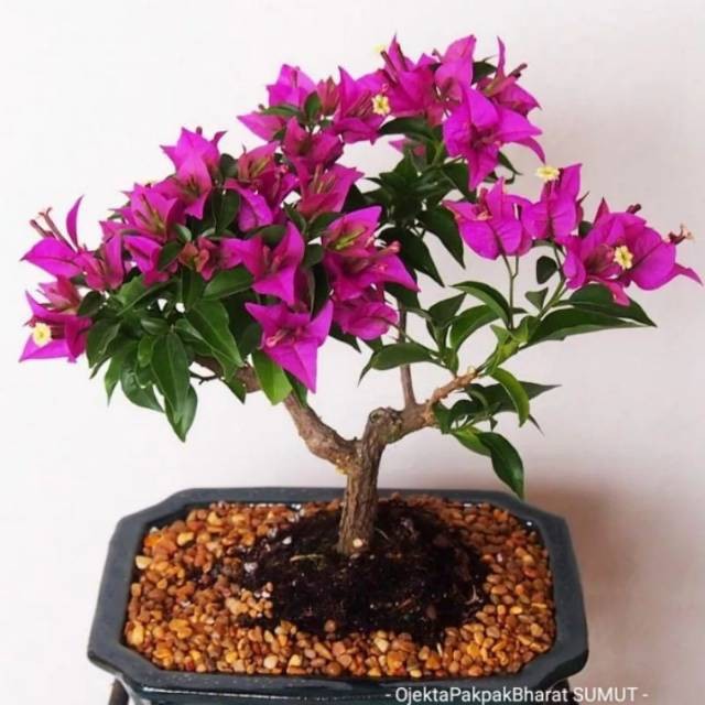 Jual Tanaman Bougenville Bunga Kertas Ungu Pink Tanaman Naungan tanaman ...