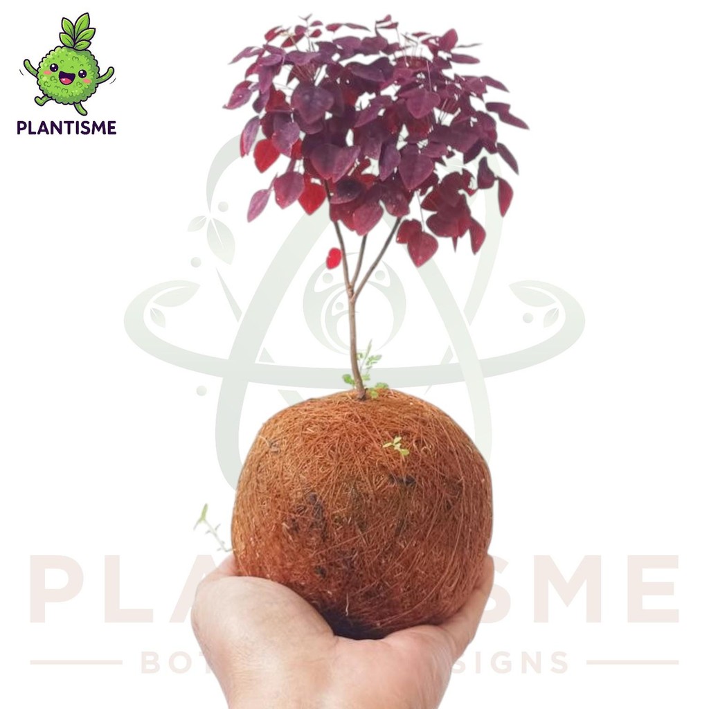 Jual Kokedama – Pakis Api Oxalis Hedysaroides Fire Fern Tanaman Daun ...