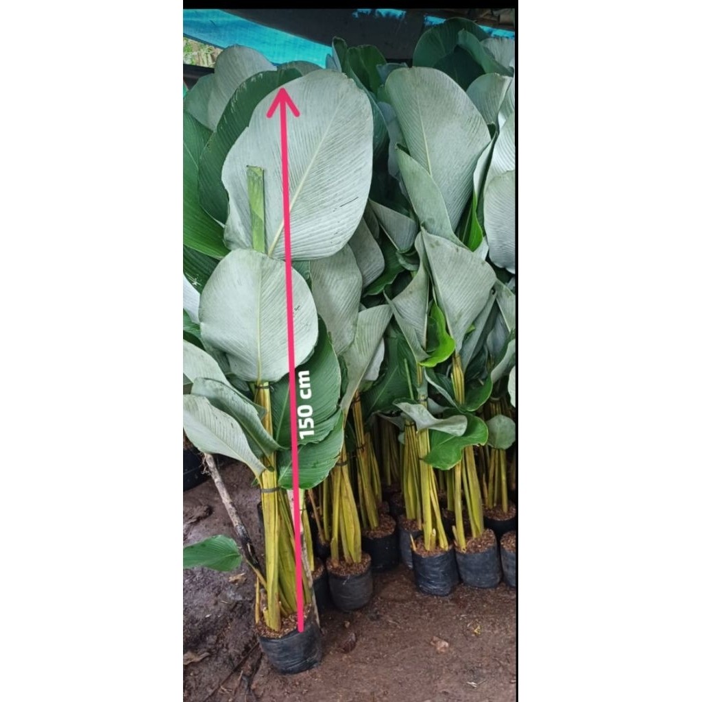 Jual Calathea Lute'a Tinggi 1.5cm (grab only) | Shopee Indonesia