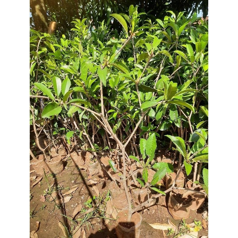 Jual Bibit Sawo Jumbo BERBUAH/BERBUNGA (1 METER BATANG BESAR) | Shopee ...