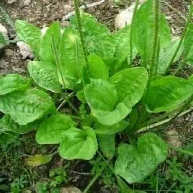 Jual Promo!! bibit tanaman daun sendok ki urat 100 gram T.V.P -HERBAL ...