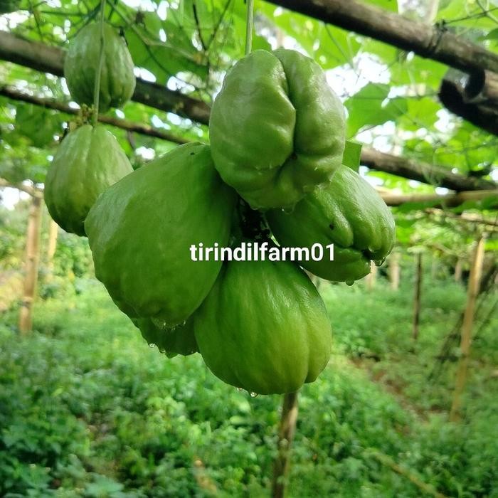 Jual original bibit labu Siam anggur asli / bibit waluh Siam labu ...