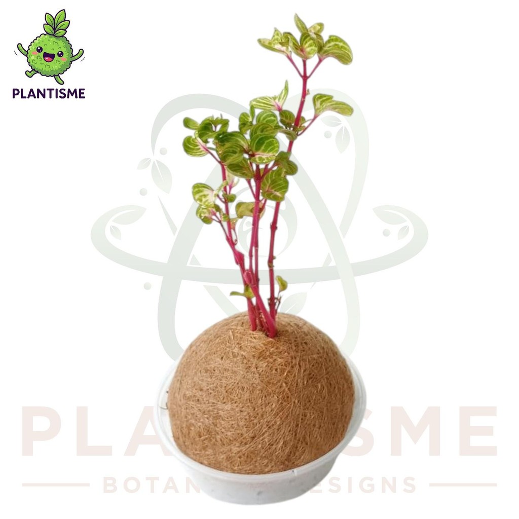 Jual Kokedama – Bayam Bayaman Merah Iresine Herbstii Bloodleaf Chicken ...