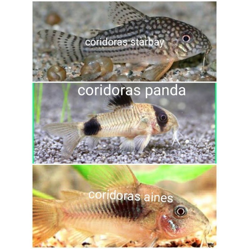 Jual Ikan hias corrydoras albino tikus putih coridoras aines starbay ...