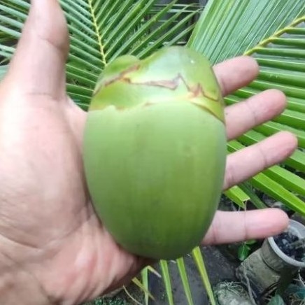 Jual Beluluk Jumbo kelapa Segar Tembuluk Beluruk Cengkir Obat Diabetes ...