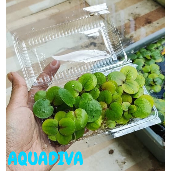 Jual Amazon frogbit tanaman apung kolam aquarium ikan guppy moly ...