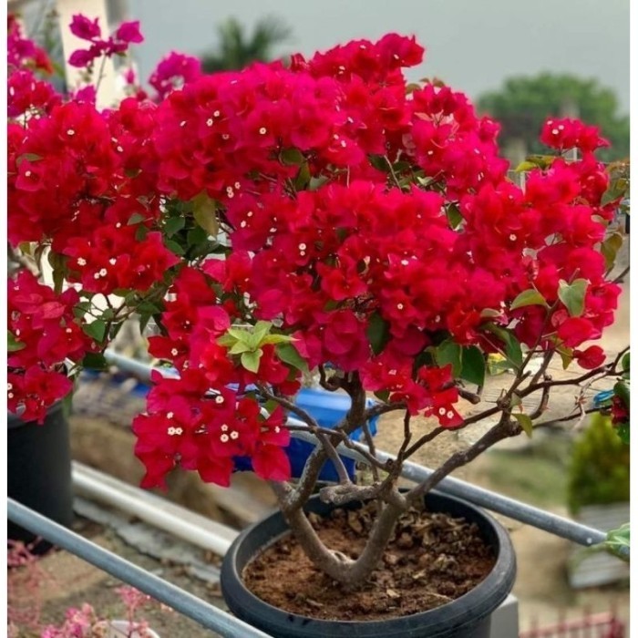 Jual (PROMO) Tanaman hias bugenvil Bunga kertas import - Tanaman ...