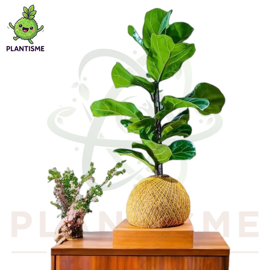 Jual Kokedama – Ara Ketapang Biola Ficus Lyrata Fiddle Leaf Fig Tanaman ...
