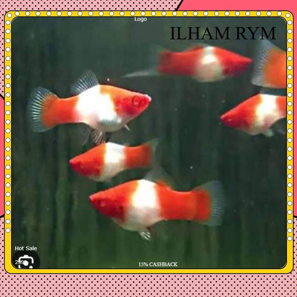 Jual sepasang PLATY KOHAKU 2EKOR TANPA FILTER ERATOR AWET HIDUP ...