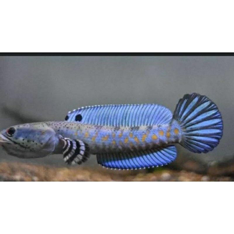 Jual HOBI hias chana maru fish blue / cana maru biru / chana maru blue ...