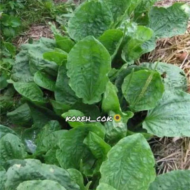 Jual DAUN SENDOK / KI URAT SEGAR 100 GRAM | Shopee Indonesia