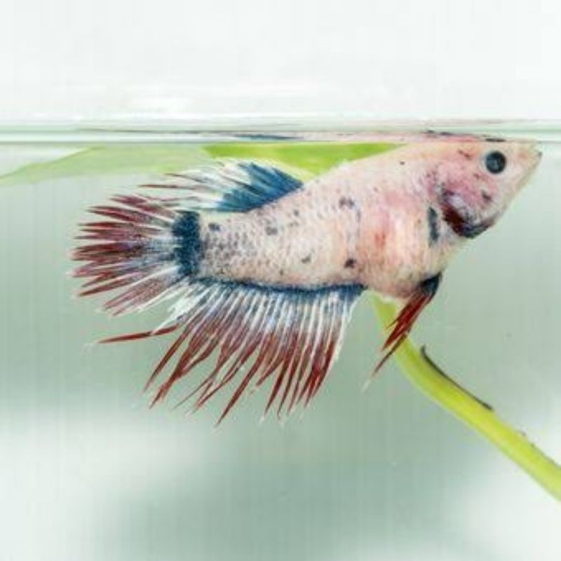 Jual Betina serit ful telur aquatic | Shopee Indonesia