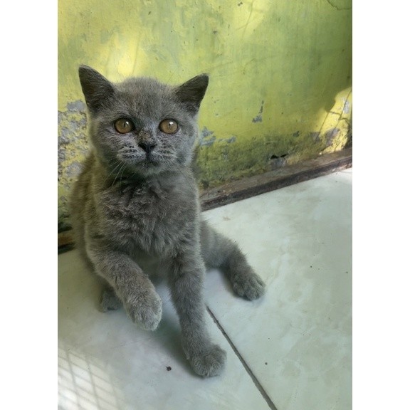 Jual KUCING KITTEN BSH BLUE || BRITISH SHORT HAIR | Shopee Indonesia