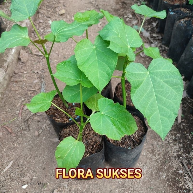 Jual Tanaman Jarak Pagar Pohon Jarak Daun Jarak | Shopee Indonesia