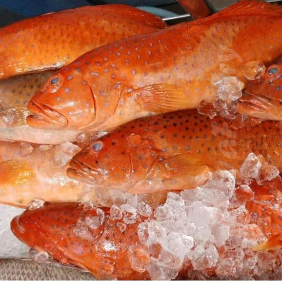 Jual Ikan Kerapu Segar 1Kg Ikan Kerapu Lodi Ikan Kerapu Merah Seafood ...