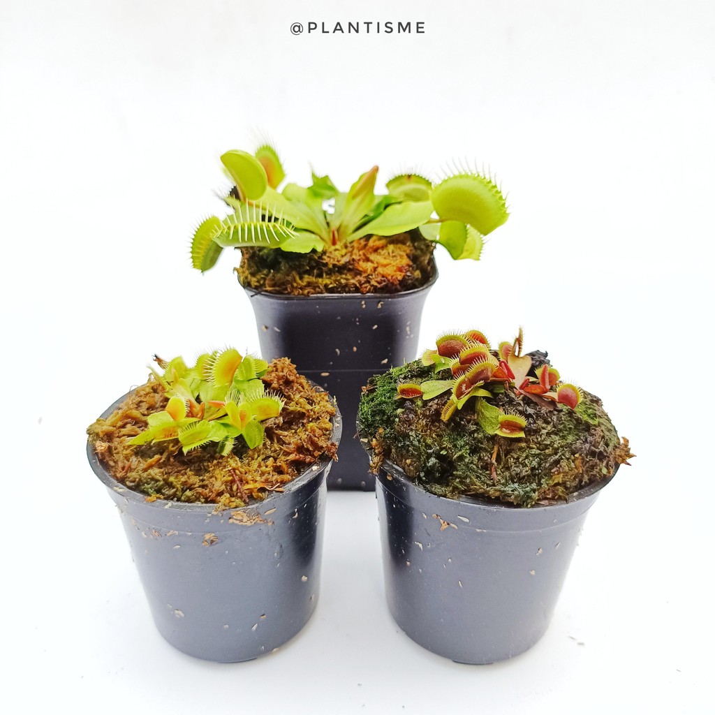 Jual Tanaman Hias - Venus Flytrap Dionaea Muscipula Perangkap Lalat ...