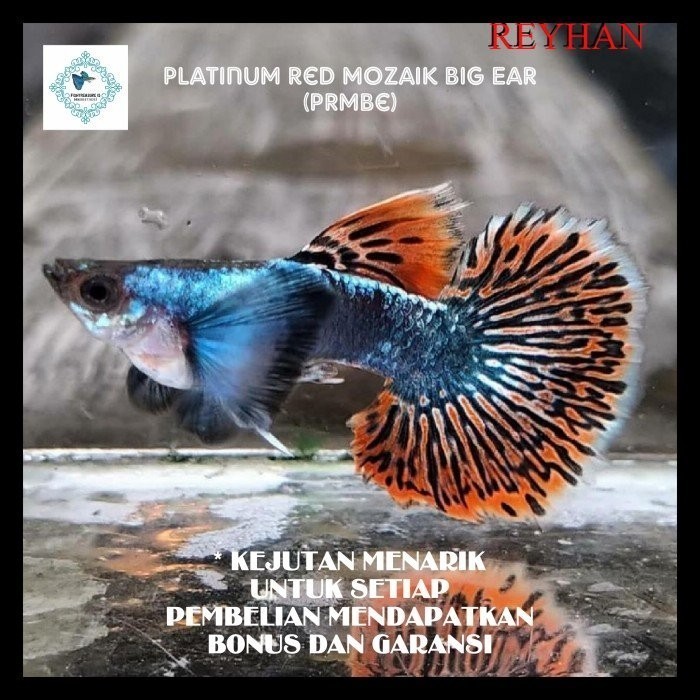 Jual GANCI PAKET 15 EKOR GUPI GUPPY MERAH PRT DRAGON MIX PLATINUM GCA ...