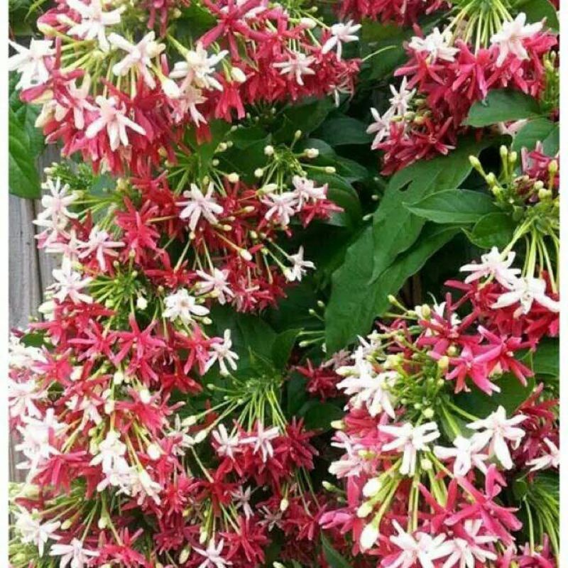 Jual pohon melati belanda-tanaman merambat | Shopee Indonesia