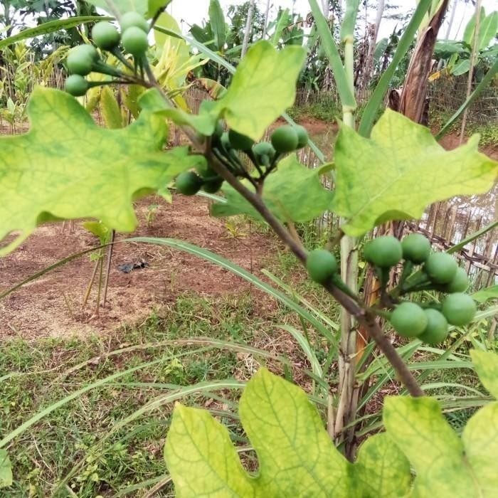 Jual Buah cepokak/ takokak terong pipit 500grm | Shopee Indonesia