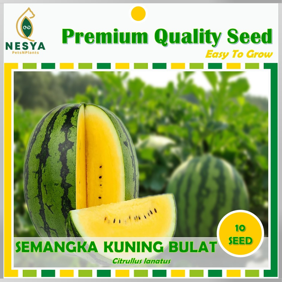 Jual Benih Semangka Kuning Bulat Benih Biji Buah Semangka Kuning 10 ...