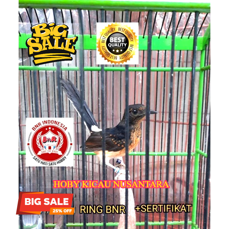 Jual MURAI FIGHTER RING RING BNR RESMI BODY BIG EKOR PANJANG TRAHAN ...