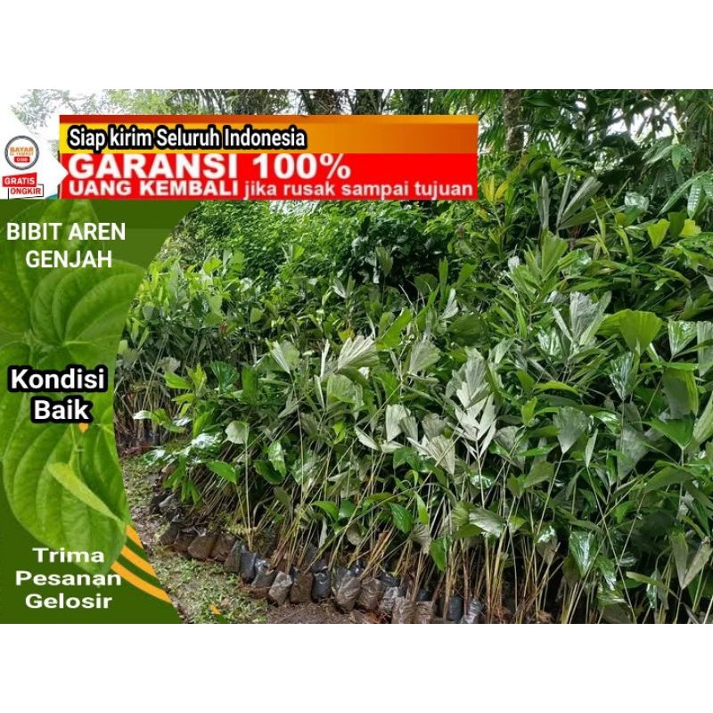 Jual Bibit Pohon Aren Unggul Genjah Siap Tanam - Benih Aren Super ...
