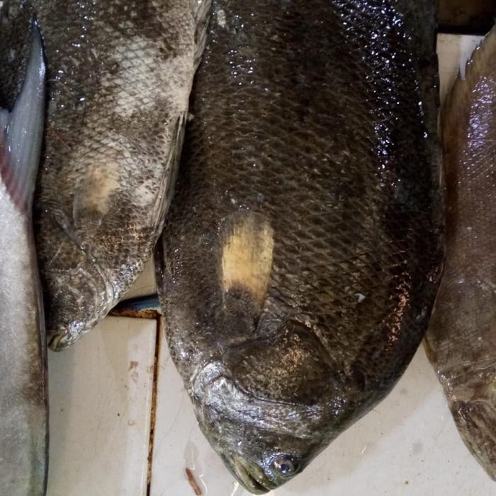 Jual Ikan Kakap Batu 500gr | Shopee Indonesia