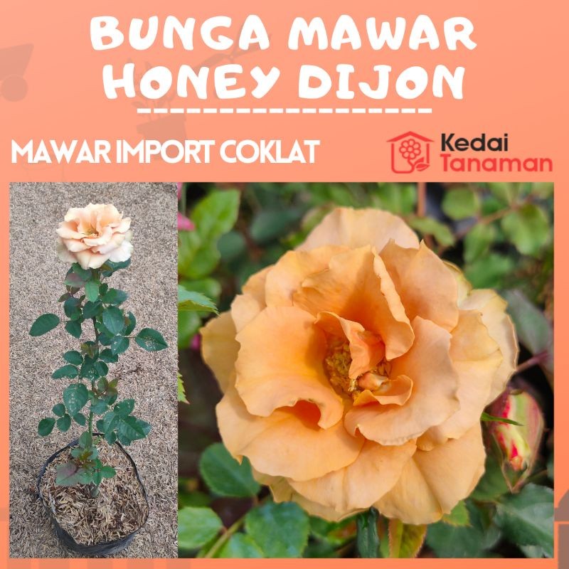 Jual Tanaman Hidup Bunga Mawar Import HONEY DIJON Berbunga Wangi ...