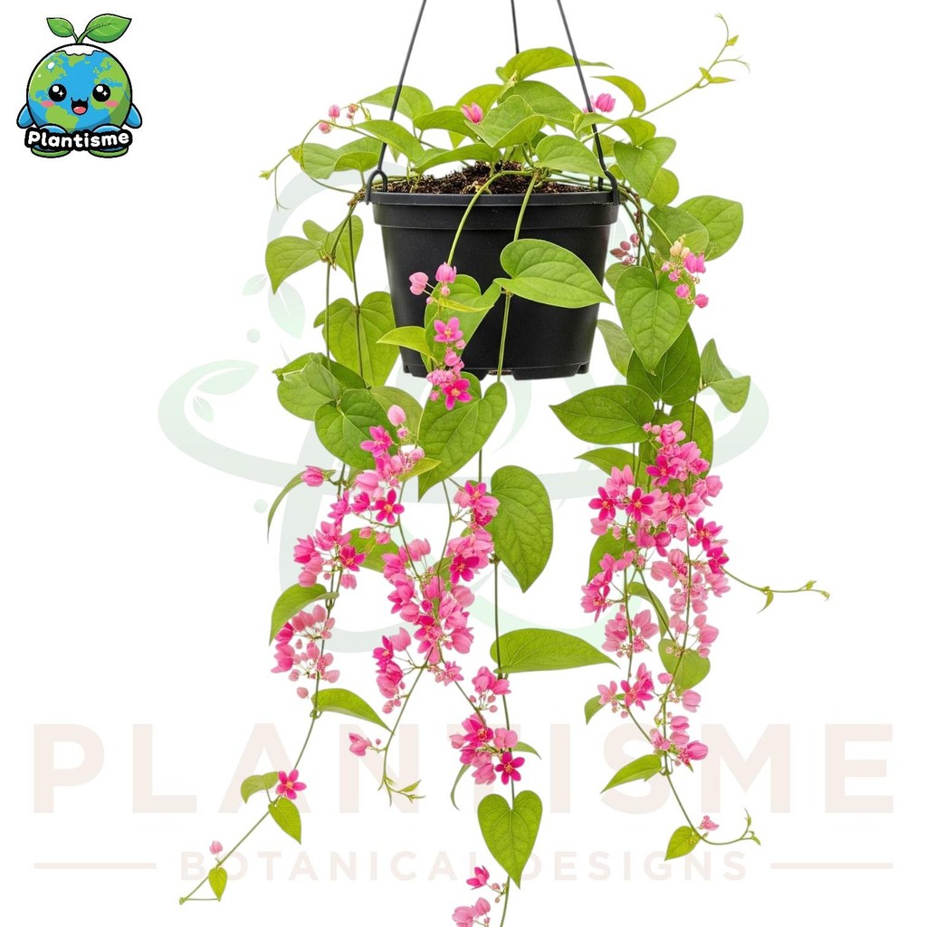 Jual Tanaman Hias – Antigonon Leptopus Coral Vine Air Mata Pengantin ...