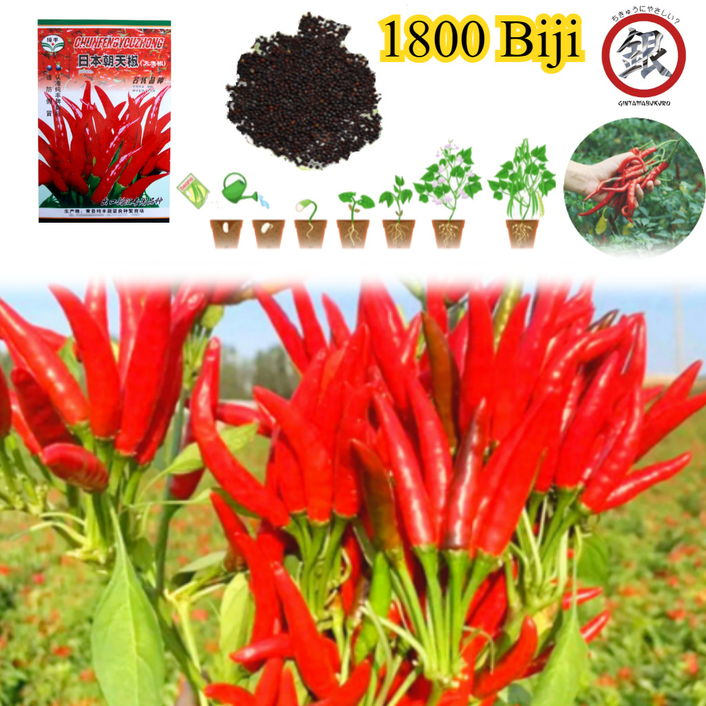 Jual Benih Cabai 1800 Biji Import - Varietas Tumpuk Red Cluster Dari ...
