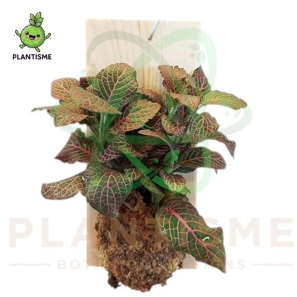 Jual Wall of Fame – Tanaman Fittonia Argyroneura 'Red Anne' Mounting ...