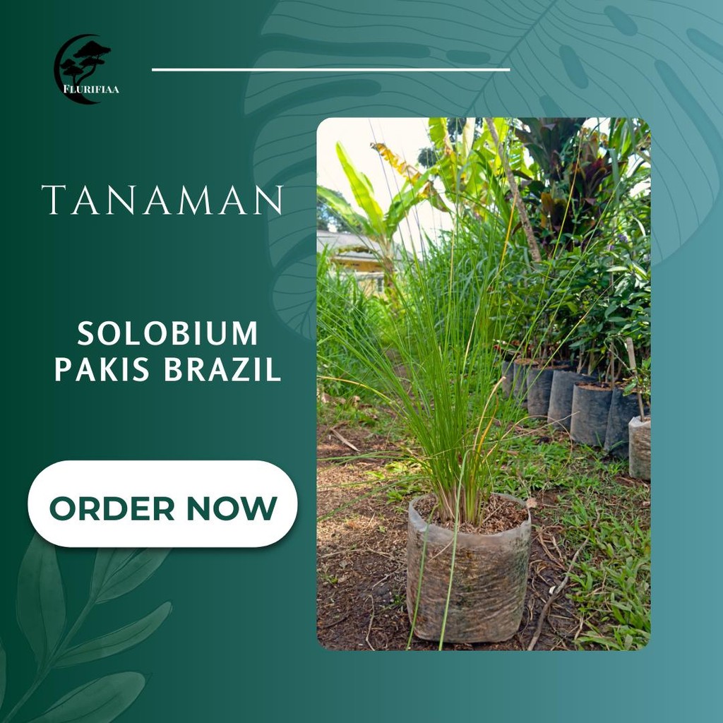 Jual Tanaman Solobium pakis brazil | Shopee Indonesia