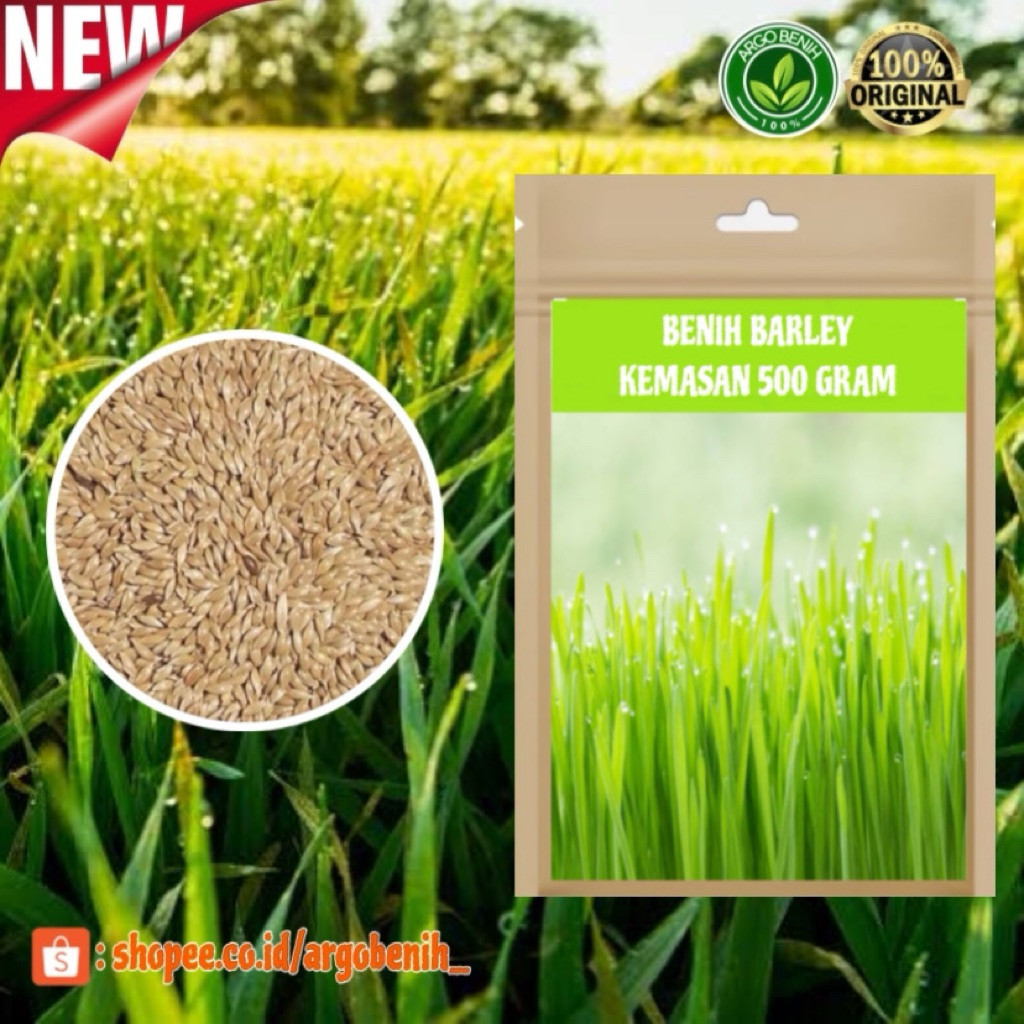 Jual TERBARU!! Benih rumput barley pakan ternak kemasan 500Gram ...
