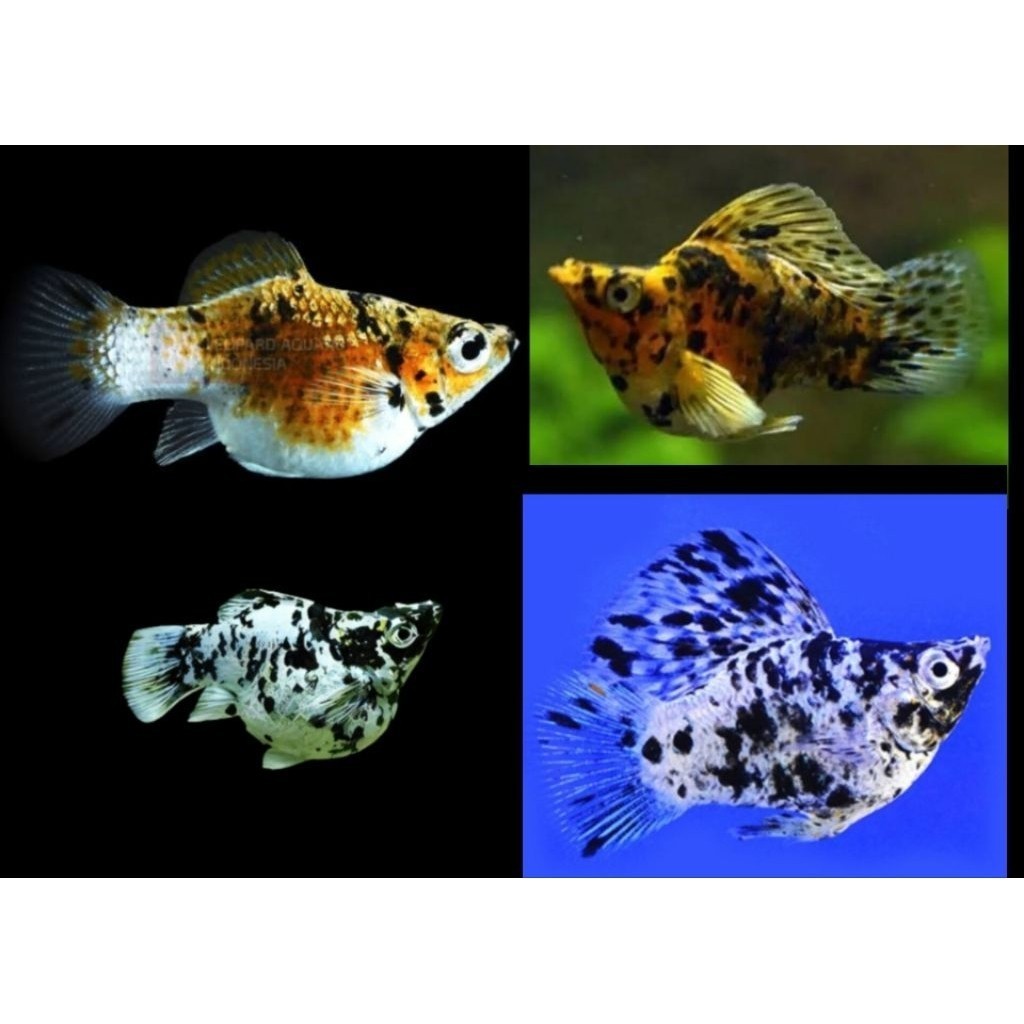 Jual Molly marble, calico, black, platinum, sunkis gembul-gembul ...