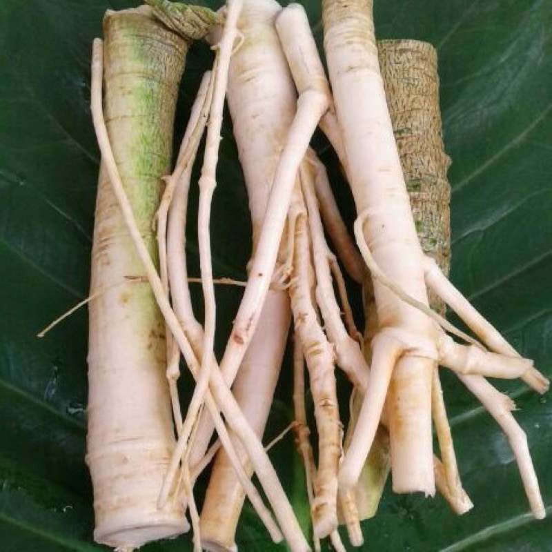 Jual LadangHerbal Akar Pepaya Gandul Gedang Segar 1kg | Shopee Indonesia