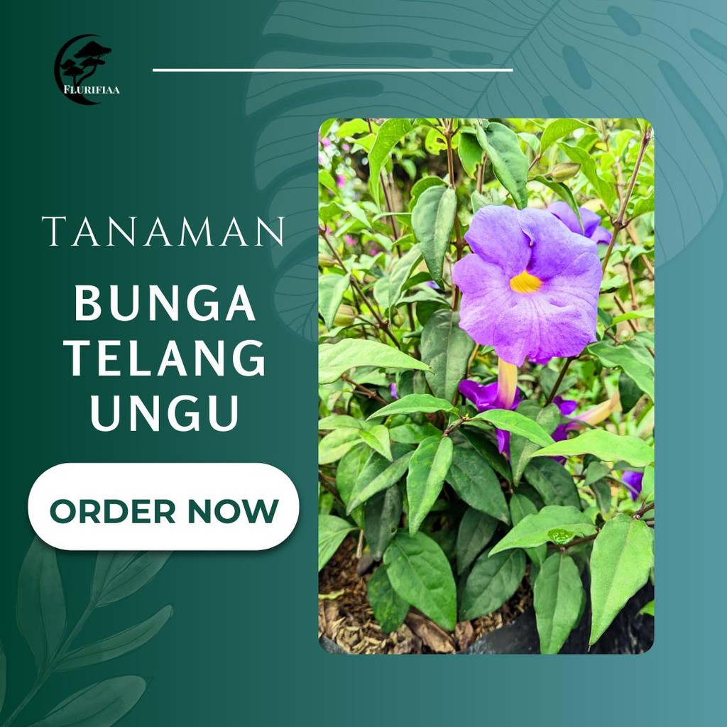 Jual Tanaman Bunga Telang Ungu - Tanaman Bunga Telang Ungu – Cantik ...