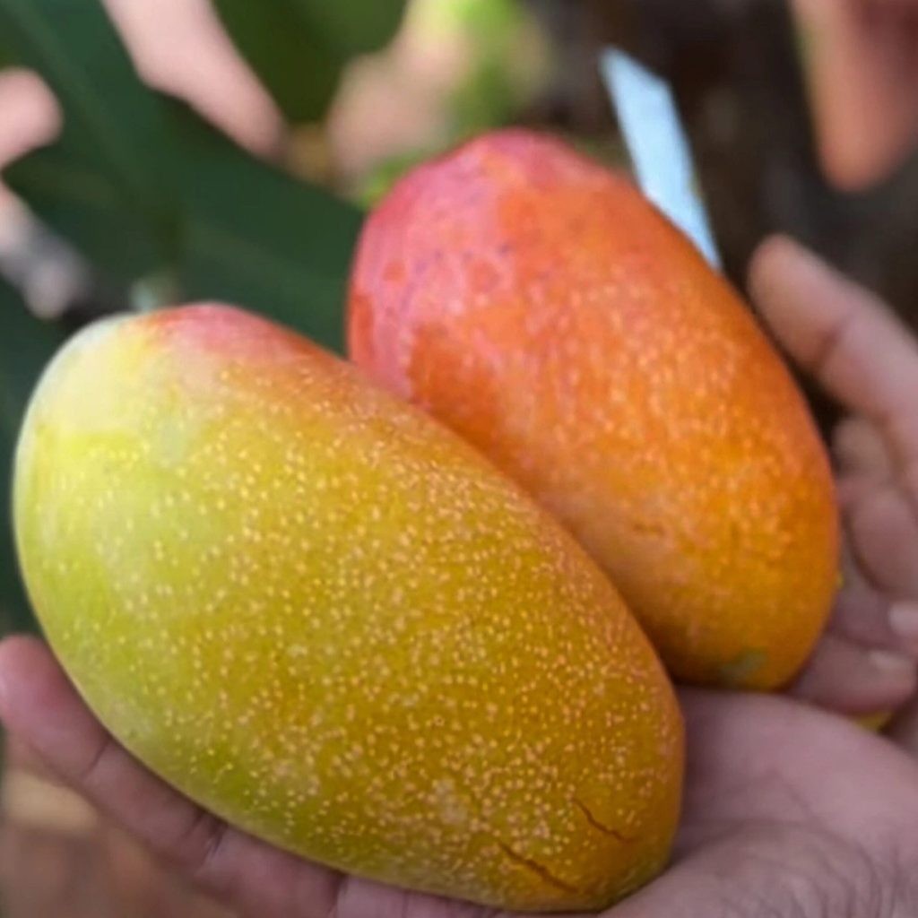 Jual Tanaman Mangga Red Dragon PERNAH BERBUNGA BATANG BESAR | Shopee ...