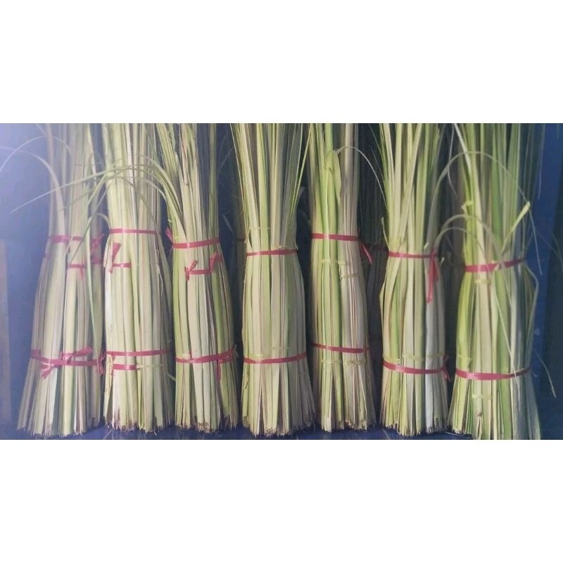 Jual DAUN KELAPA MUDA / JANUR KUNING FRESH SEGAR 20 LEMBAR | Shopee ...