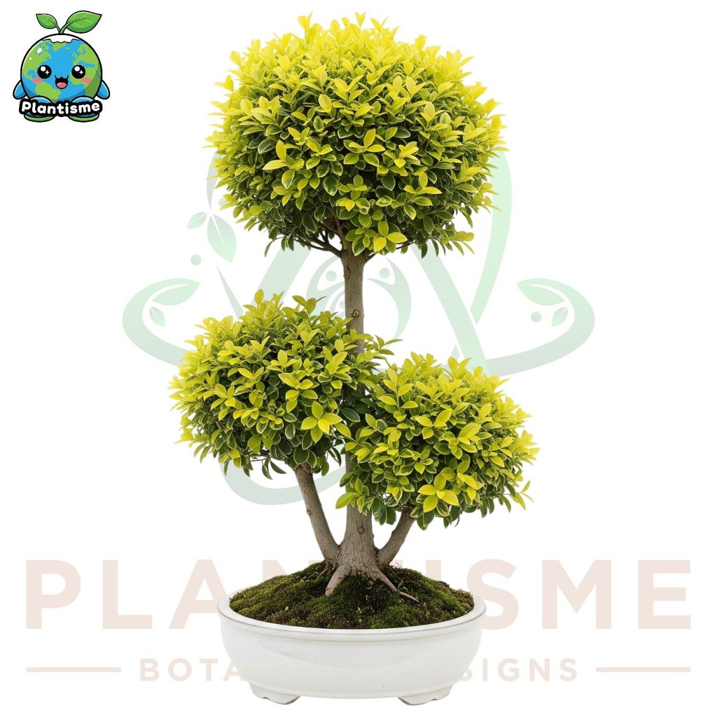 Jual Tanaman Hias – Prebonsai Tiny Gold Barberry Berberis thunbergii ...