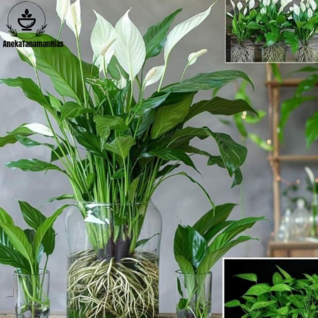 Jual tanaman hias hidup Tanaman Penyerap Racun Peace Lily - Tanaman ...