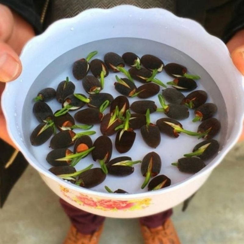 Jual 100 Biji Benih Bunga Teratai Lotus Asli – Cepat Tumbuh | Cocok ...
