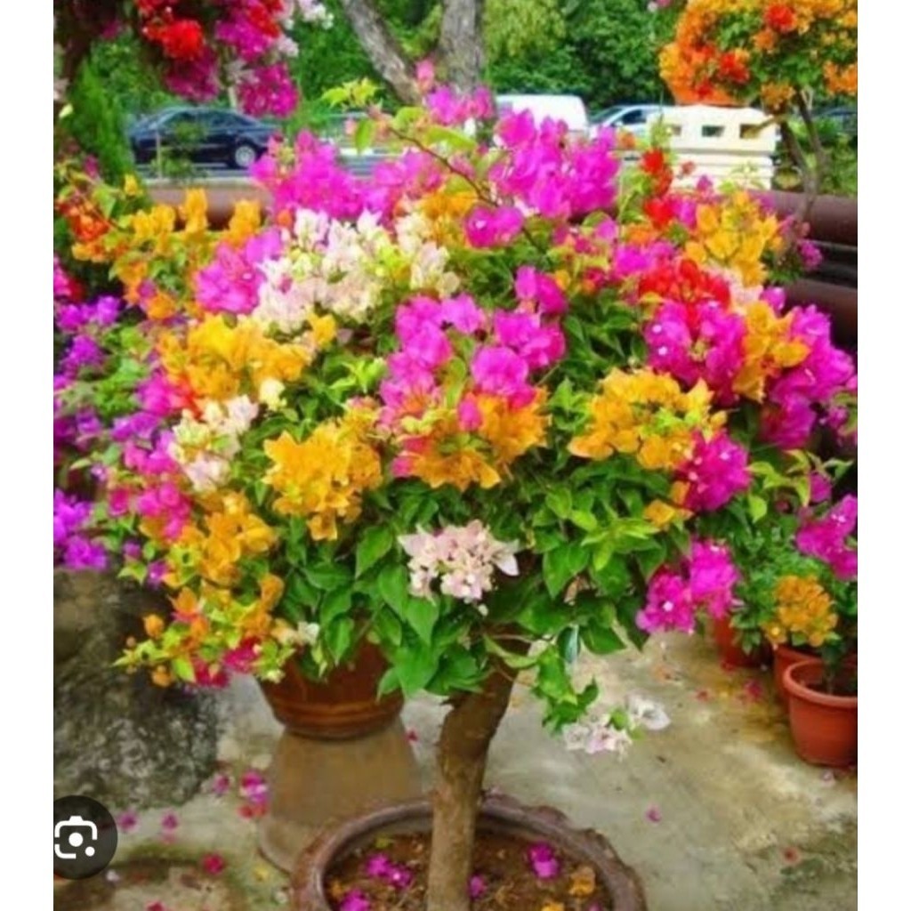 Jual bugenvile bunga warna warni/bibit Bougenville bunga kertas tanaman ...
