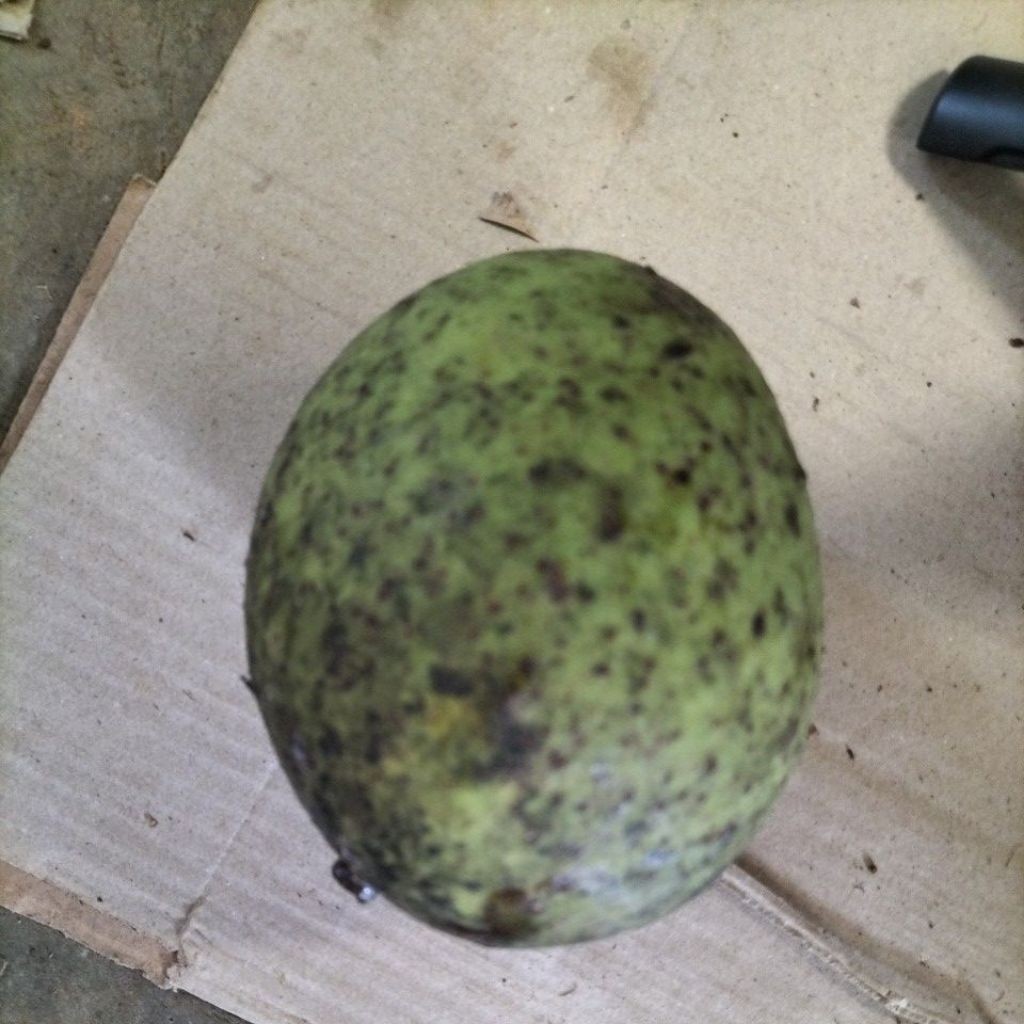 Jual Buah pakel Limus segar 1 kg | Shopee Indonesia