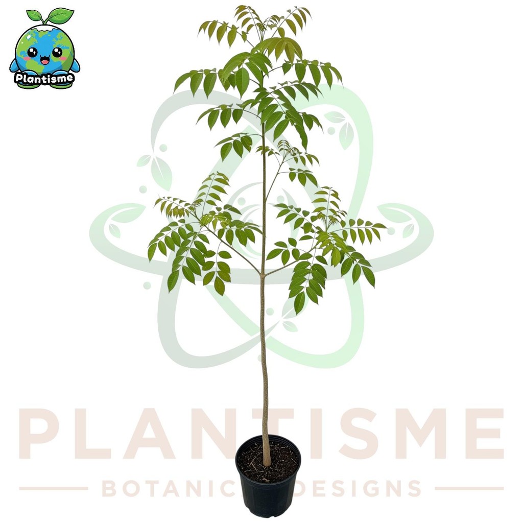 Jual Tanaman Hias – Pohon White Trumpet Tree Tabebuia roseoalba ...
