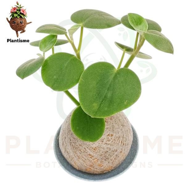 Jual Kokedama – Peperomia Incana Furry Felted Pepperface Tanaman Hias ...